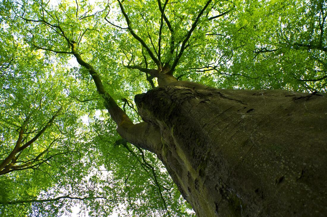 Tree Service, Tree Care Services Near Me, Greenville, NC